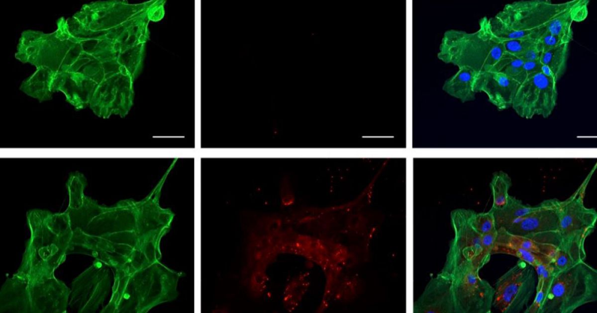 Les 10 affiches lauréates du 89e Congrès de l’Acfas | Acfas