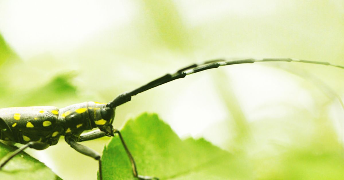 Les insectes et les arachnides, des bestioles étonnantes | Acfas