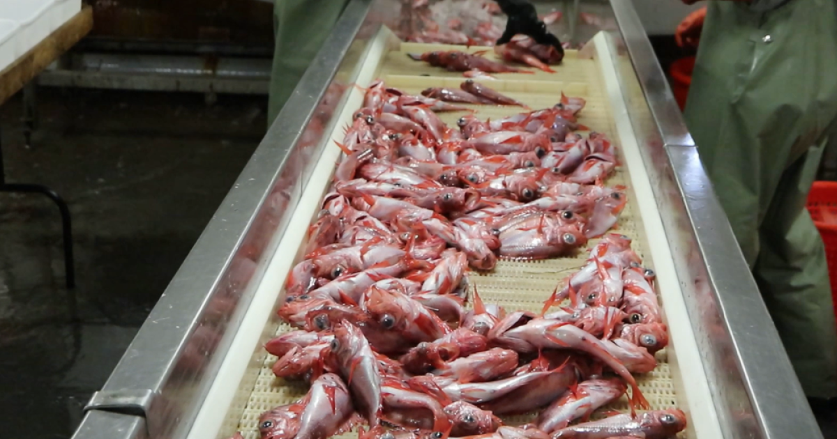 Le retour du sébaste dans le Golfe du Saint-Laurent | Acfas